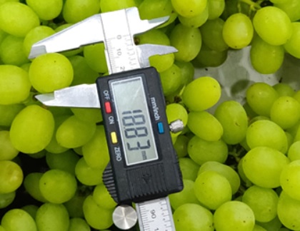 Fresh, Chilled Grapes - World & Worlds, Merchant Exporter in Mumbai - India