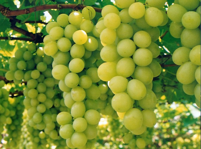 Fresh, Chilled Grapes - World & Worlds, Merchant Exporter in Mumbai - India